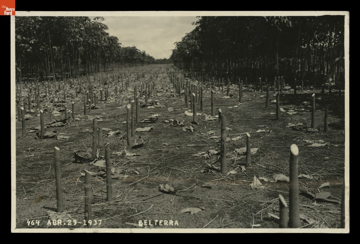 Budding Rubber Tree Stumps at Belterra Plantation, Brazil, 1937
