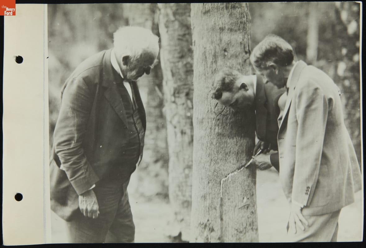 Thomas Edison, Harvey Firestone and M. A. Cheek Tapping a Rubber ...