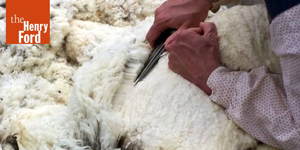 Demonstrating Blade-Shearing of Merino Sheep in Greenfield Village, May ...
