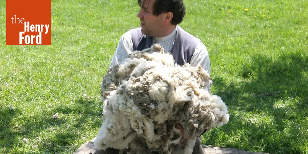 Wool from Merino Sheep-Shearing Demonstration, Greenfield Village ...