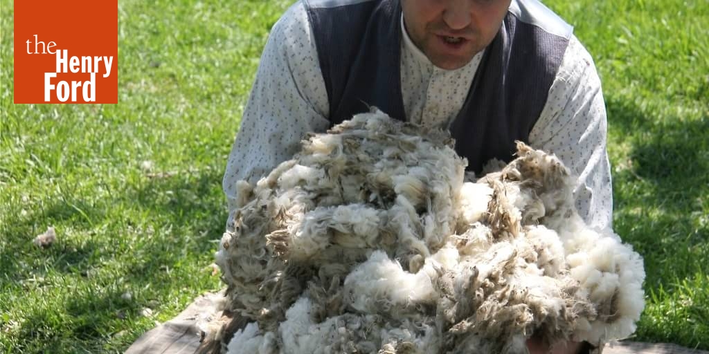 Wool from Merino Sheep-Shearing Demonstration, Greenfield Village ...