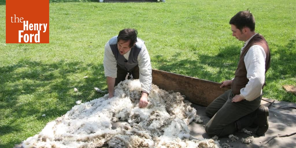 Skirting the Wool Fleece from Merino Sheep-Shearing Demonstration ...