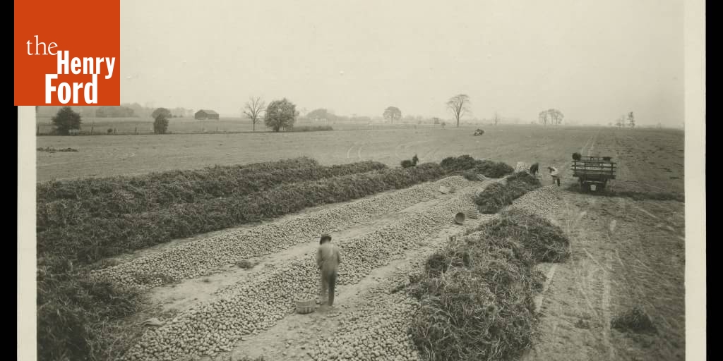 Potato Harvest at Ford Farms, Southeastern Michigan, circa 1931 - The ...