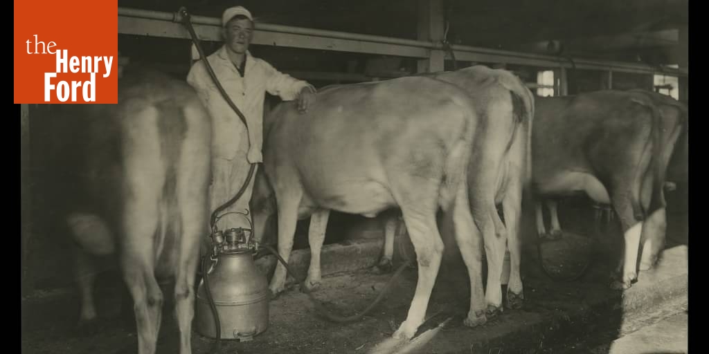 Milking Cows at Ford Farms, Southeastern Michigan, circa 1912 - The ...