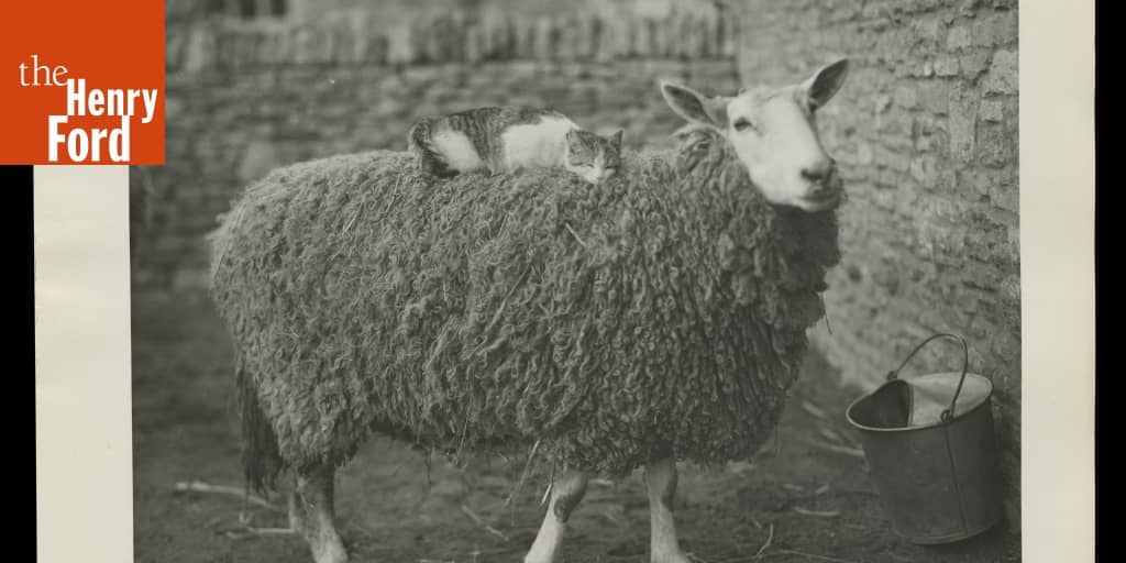Cat Riding a Sheep at Cotswold Cottage in Greenfield Village, 1932 ...
