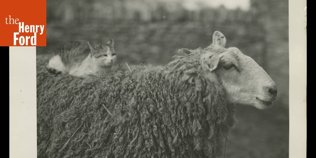 Cat Riding a Sheep at Cotswold Cottage in Greenfield Village, 1932 ...