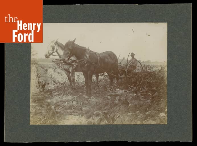 Farmer Cultivating Corn Planted in Hills, 1880-1895 - The Henry Ford