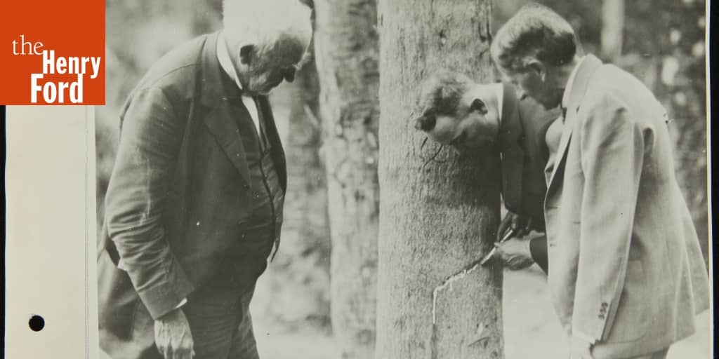 Thomas Edison, Harvey Firestone and M. A. Cheek Tapping a Rubber ...