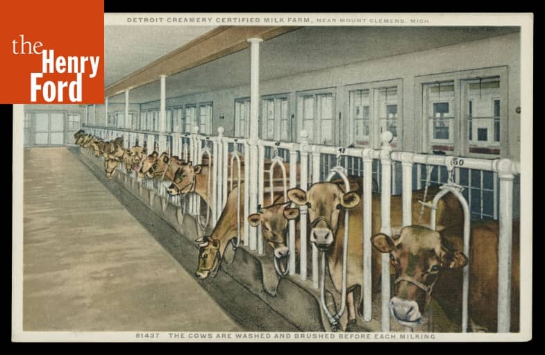 The Cows are Washed and Brushed before Each Milking, 1920-1930 - The ...