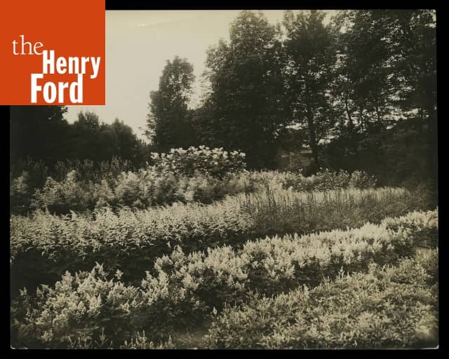 In a Plant Nursery, circa 1923 - The Henry Ford