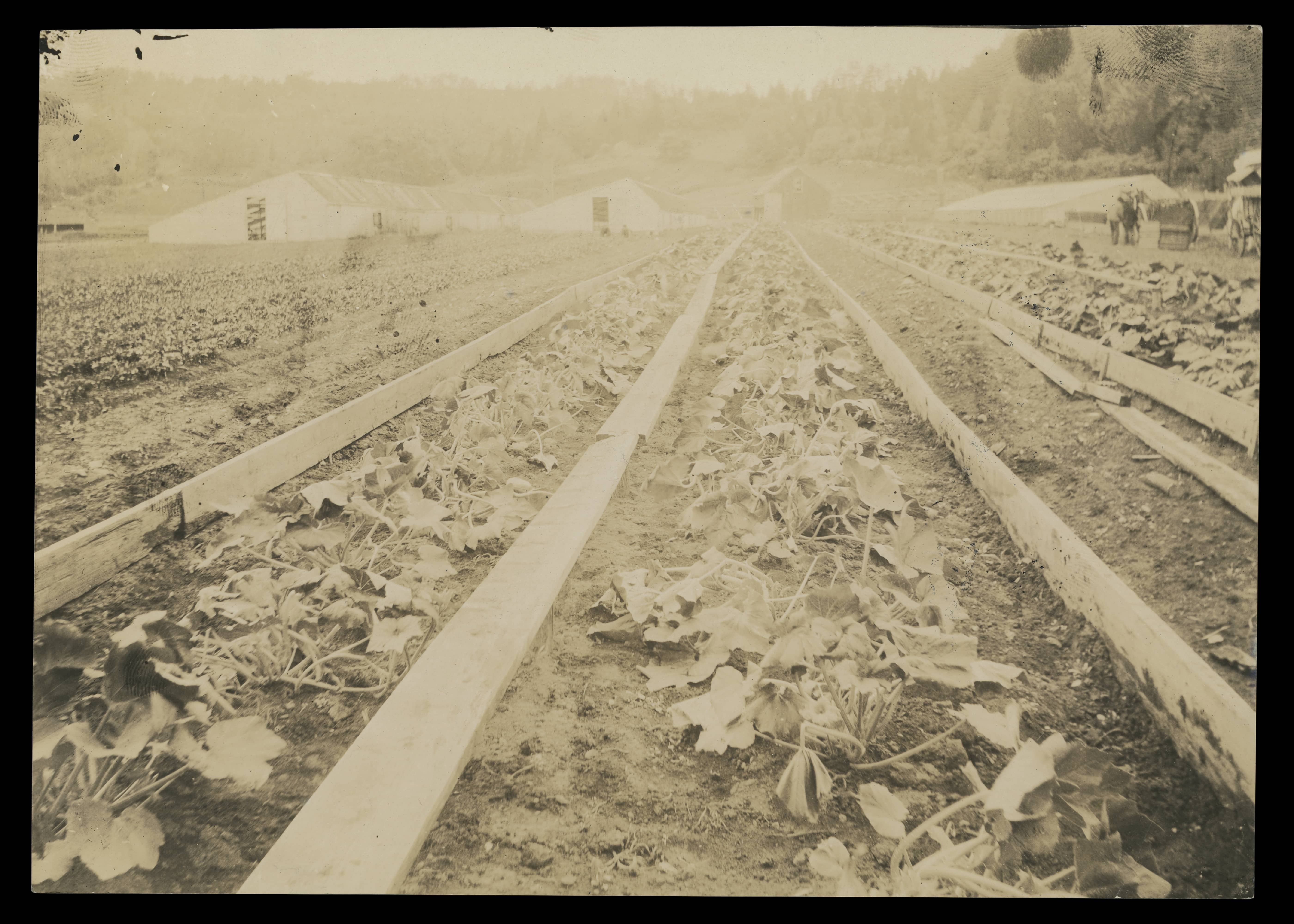 "Starting Squashes," circa 1923 - The Henry Ford