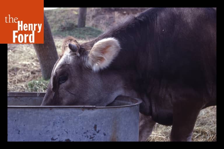 Brown Swiss Dairy Cow, 1960-1965 - The Henry Ford
