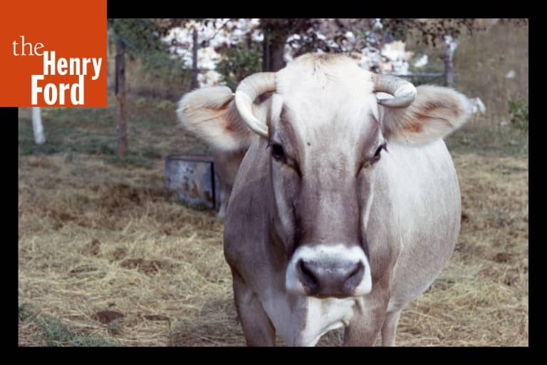Brown Swiss Dairy Cow, 1960-1965 - The Henry Ford