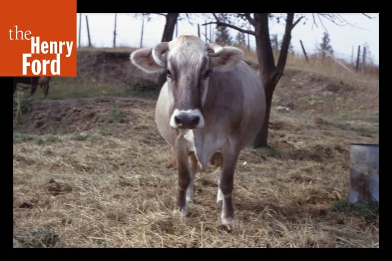 Brown Swiss Dairy Cow, 1960-1965 - The Henry Ford