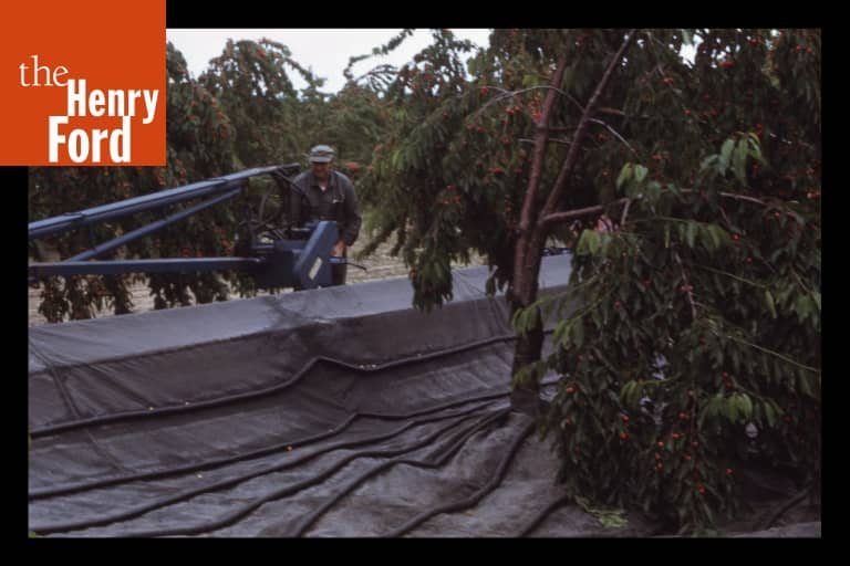 Henry Gee Preparing the Tree Shaker during Cherry Harvest, 1972 - The ...